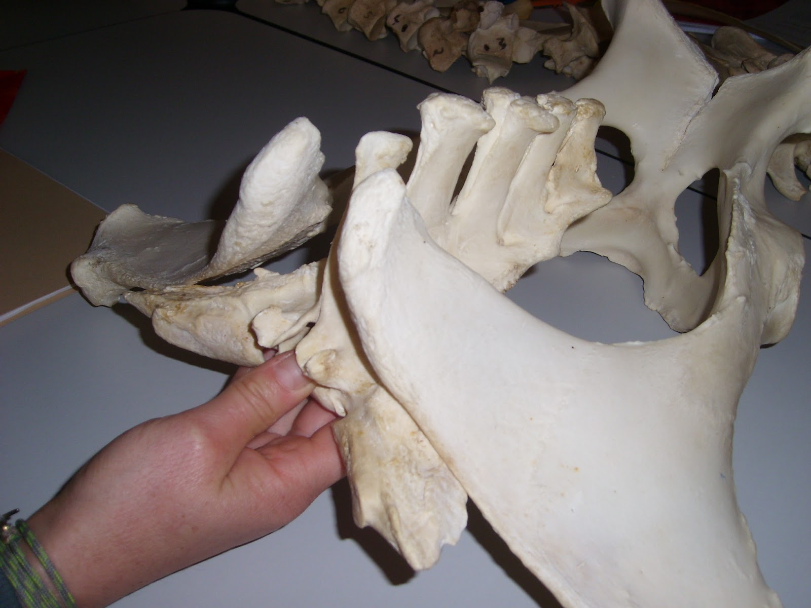 Der intelligente Reiter: Die Wirbelsäule des Pferdes