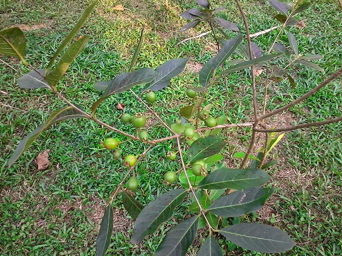 Wild Guava-Ambul Pera | SL Flora