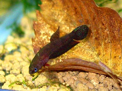 Small Fin Fighter - Betta miniopinna ~ Nice Betta