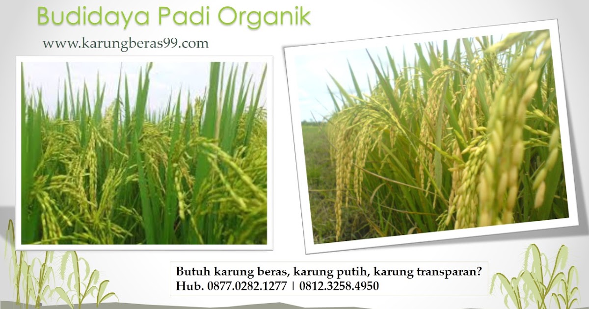 Cara Budidaya Padi Organik Yang Benar | Pertanian Padi