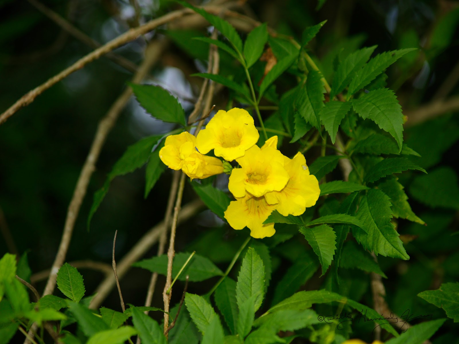 Flora de Puerto Rico Ilustrada Papo Vives: BIGNONIACEAE TECOMA STAN ...