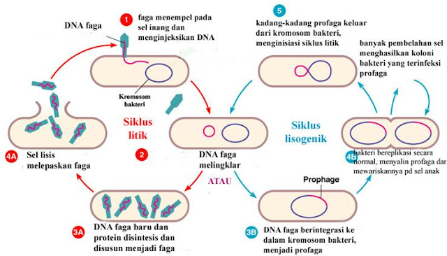 Jelaskan perbedaan antara siklus litik dengan siklus lisogenik pada ...
