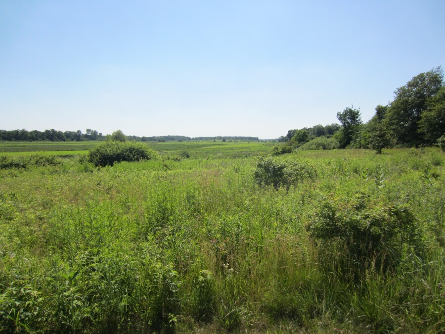 Bird's Yellow House: The Loblolly and The Limberlost