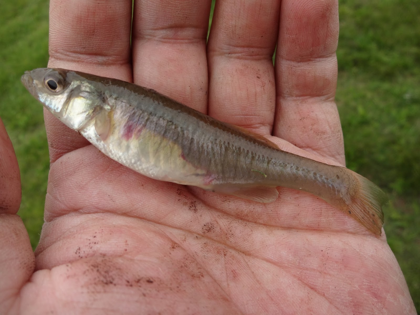 Extreme Philly Fishing: June Fishing Sessions (Last Update: COMPLETE)