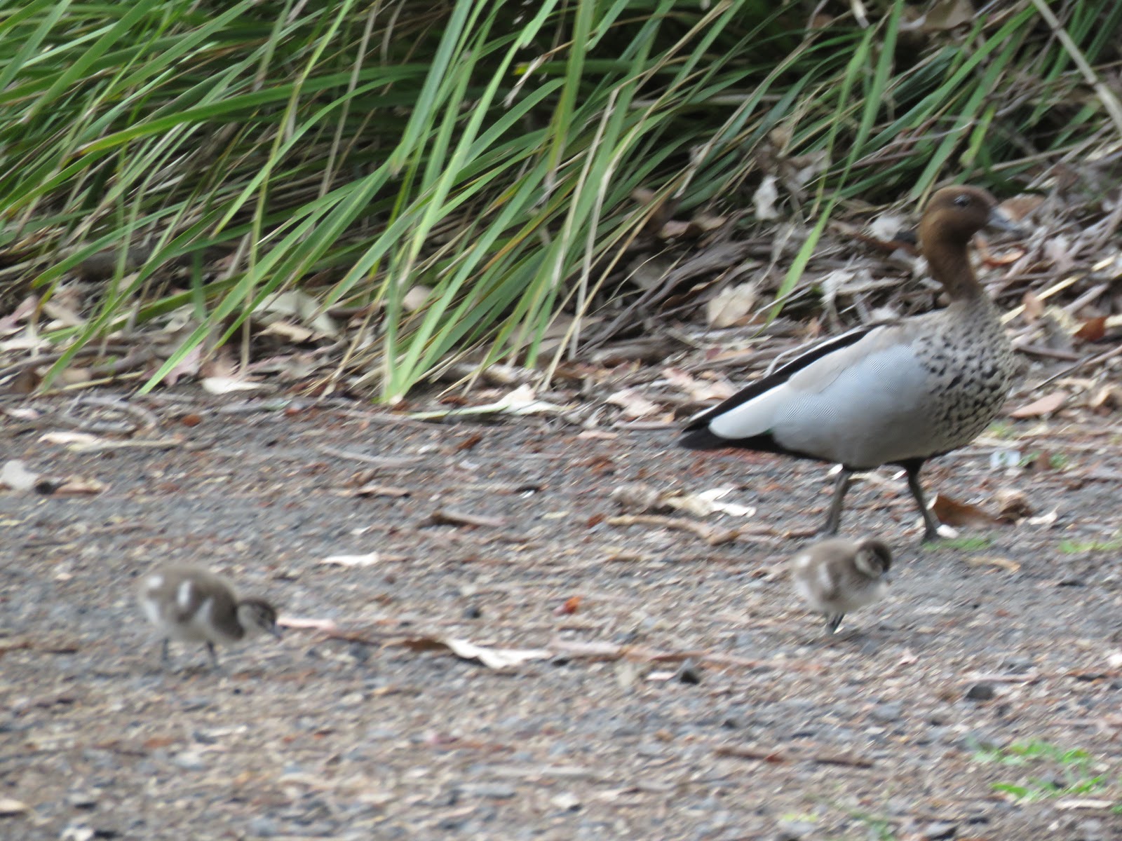 Bird & Travel Photos, Birding Sites, Bird Information: ADULT AUSTRALIAN ...