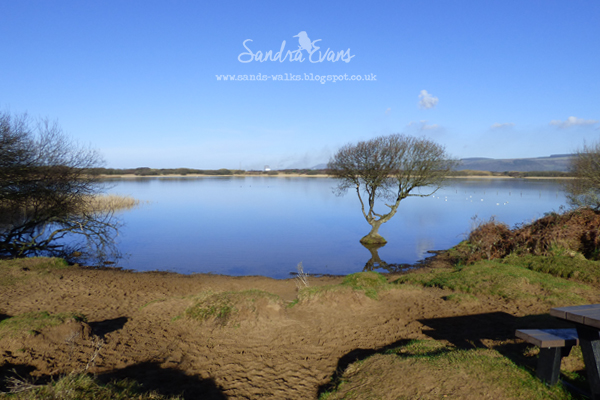 Sand's Nature Walks: Winter birdwatch at Kenfig Nature Reserve