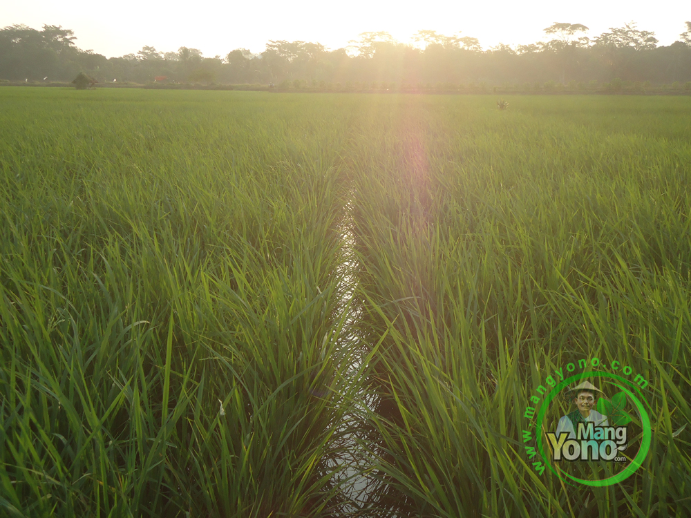 Tanaman Padi NAZWA Umur 51 HST di Sawah Rawa Sudah Keluar Bunga