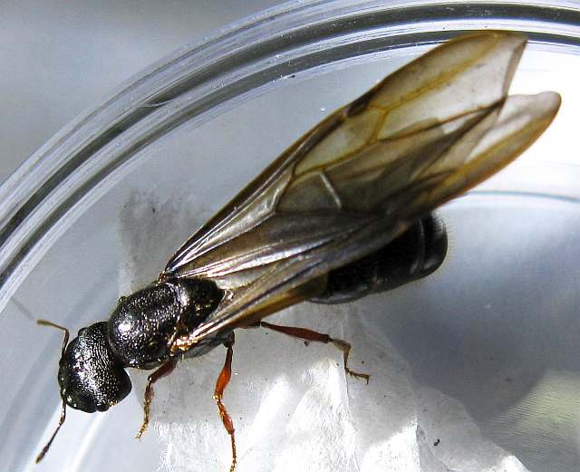 Photos and Info on Ants and Termites of Malaysia: Asian Army Ants ...