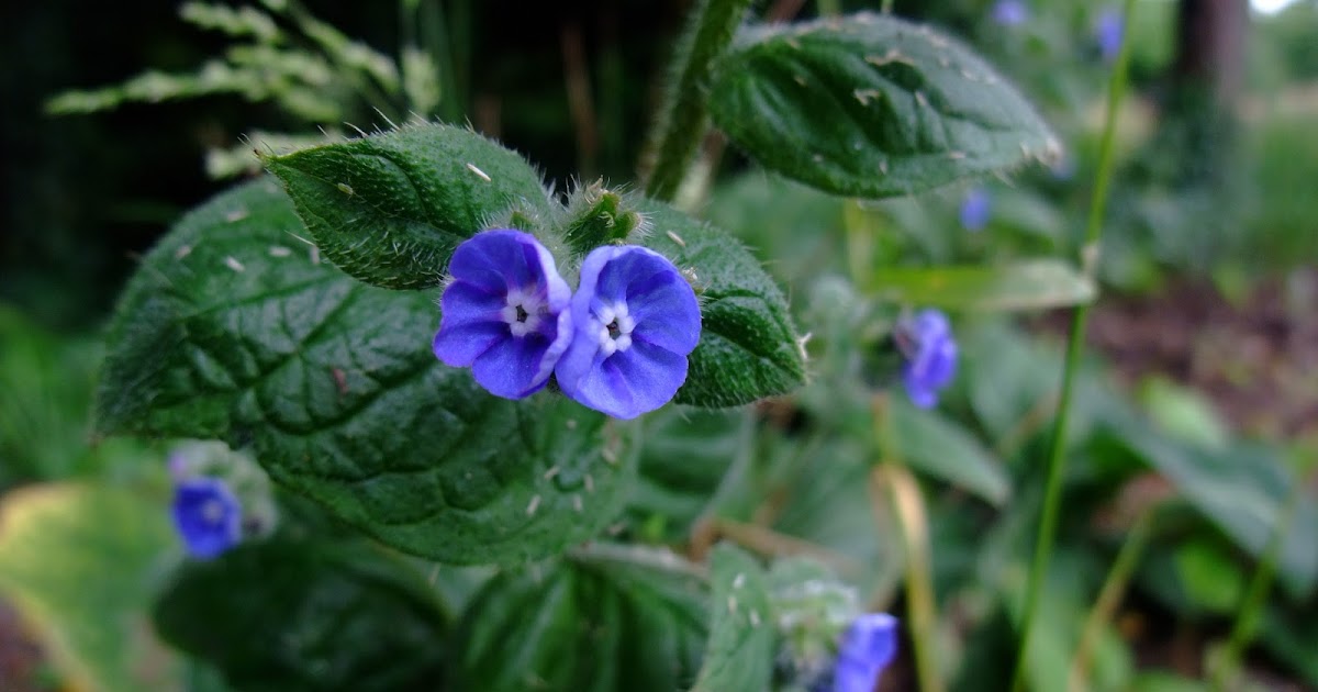 HERBAL PICNIC: ALKANET