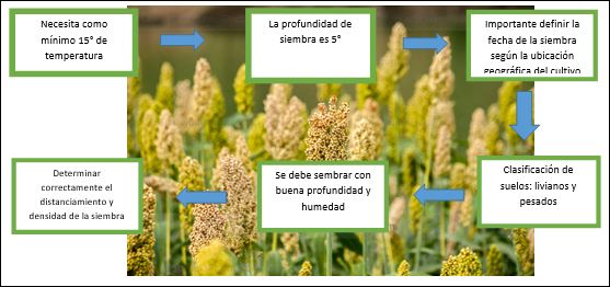 Contabilidad Agropecuaria UTEC, Lic. Oscar Melgar: Cultivo del maicillo ...