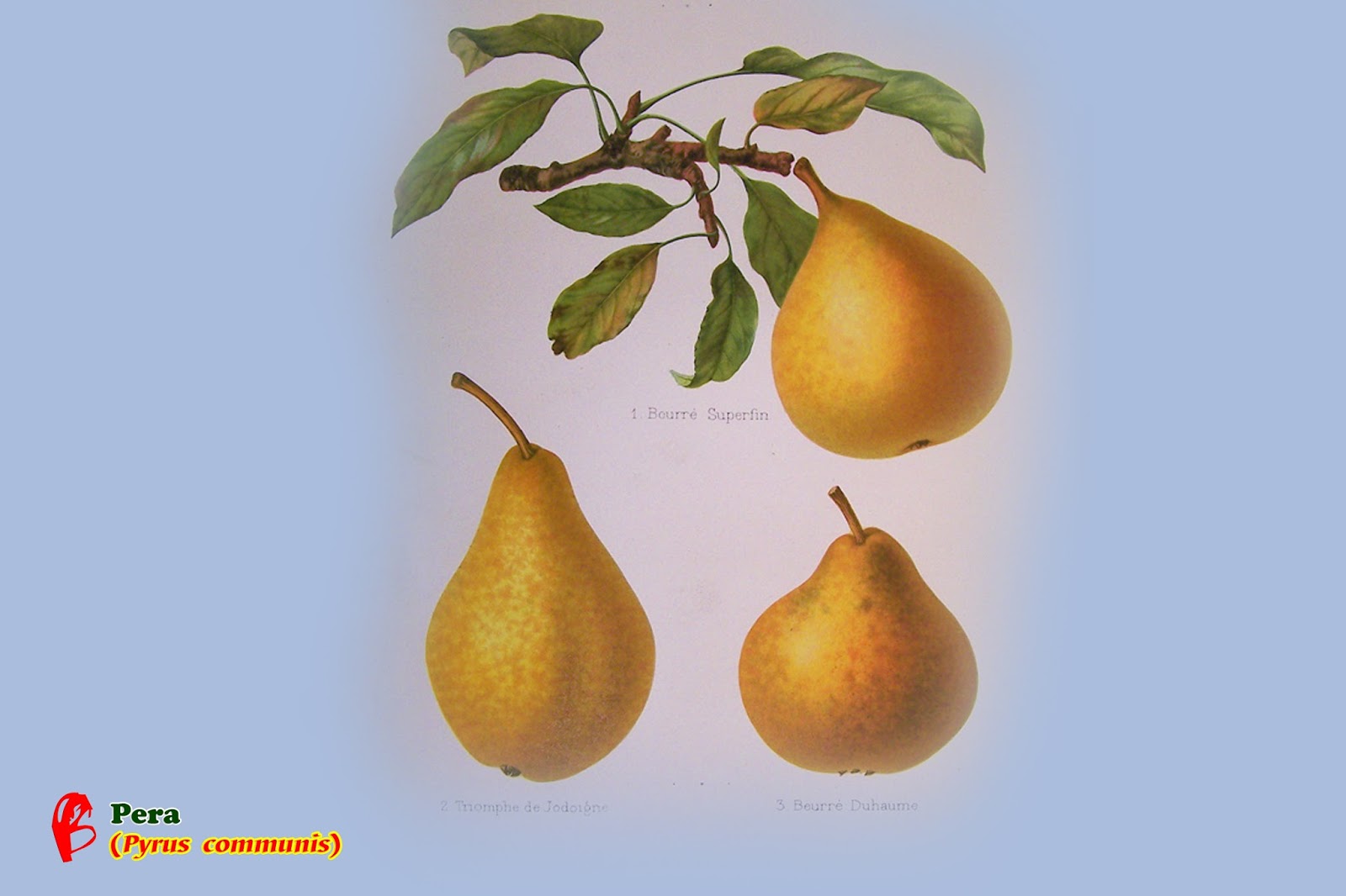 UNAIENSES: FLORA MEDICINAL - Pera (Pyrus communis)