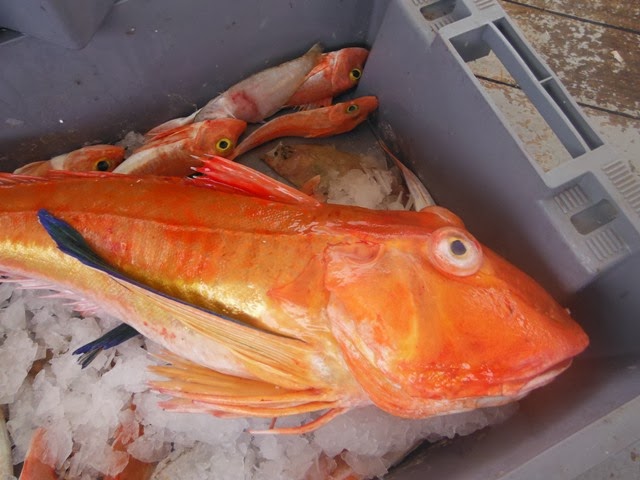 marinespe: Trigla lucerna / ΚΑΠΟΝΙ