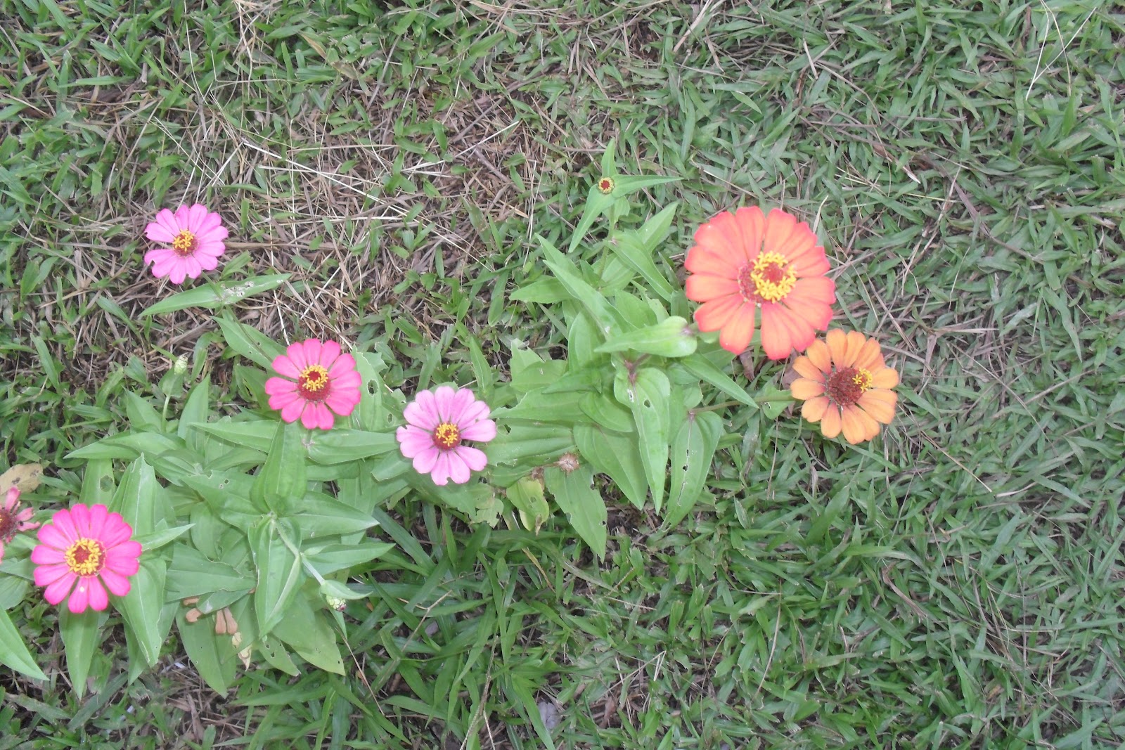 BIOTERRA: INFLORESCÊNCIA (FLORES)