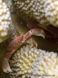 Variety of Life: Trapeziidae