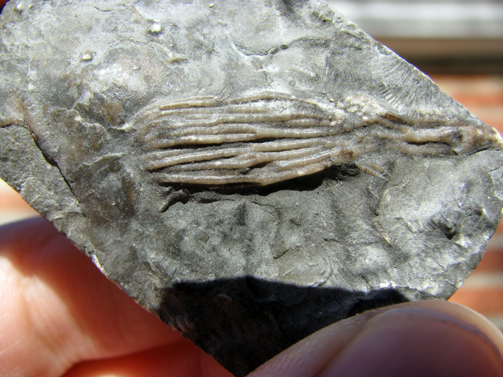 Views of the Mahantango: Three Ordovician Crinoids from Canada