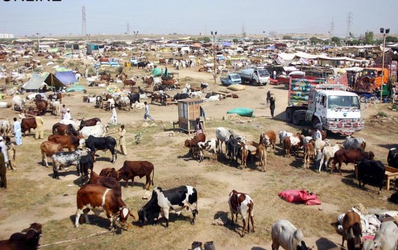 Bakra Mandi , Bakra Eid Pakistan