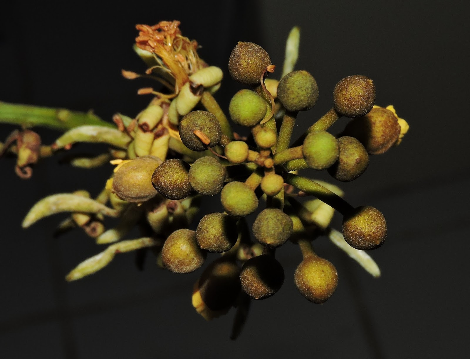 Fabaceae - Leguminosae no Brasil: Fabaceae - Swartzia laurifolia Benth.