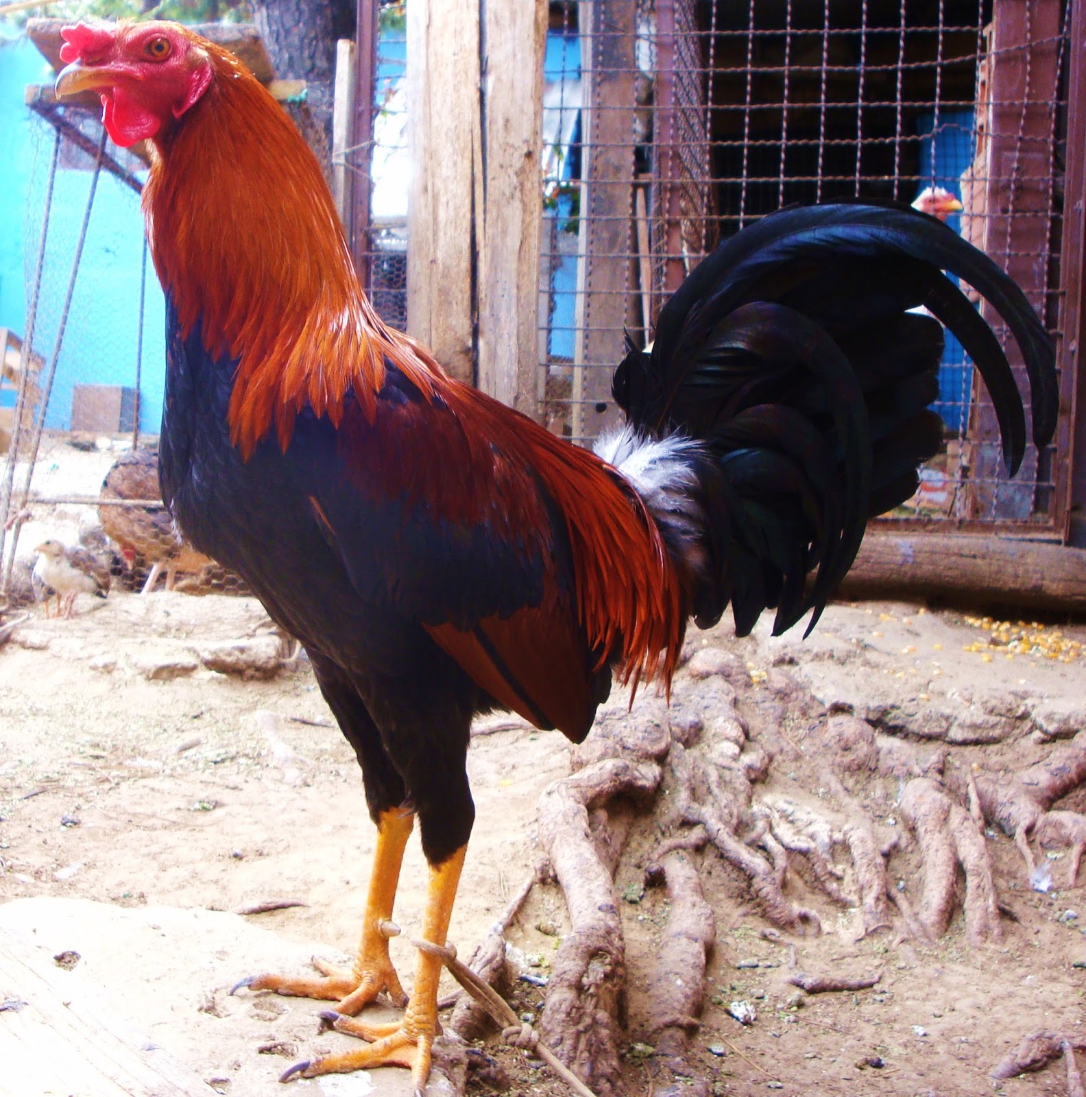 gallo colorado culimbo