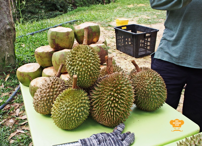 Best Restaurant To Eat - Malaysian Food Blog: RAUB DURIAN FARM Orchard ...