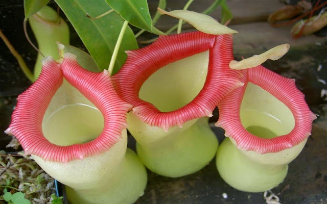 Naturaleza salvaje Blog: La planta jarra tropical