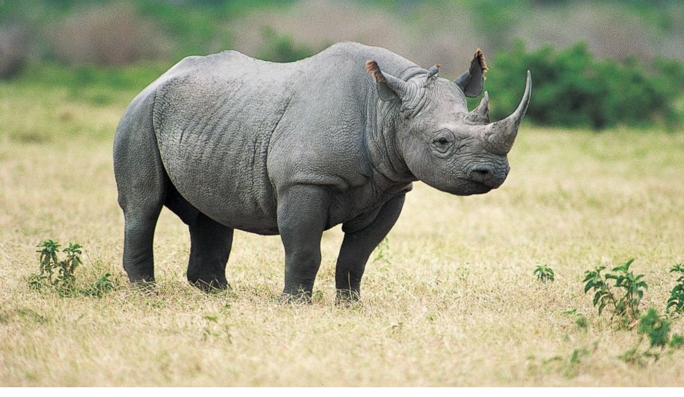 What Is The Most Endangered Animal In The World This Blog About Health Technology Reading Stuff what-is-the-most-endangered-animal-in-the-world-this-blog-about-health-technology-reading-stuff