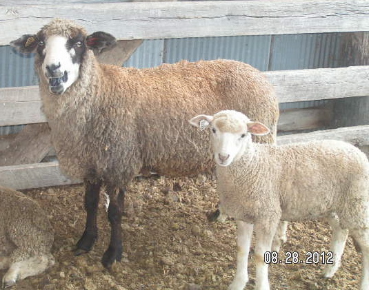 Ewespun Fiber Mill at Old Man Wool Farm: CVM/Romeldale Sheep