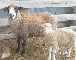 Ewespun Fiber Mill at Old Man Wool Farm: CVM/Romeldale Sheep