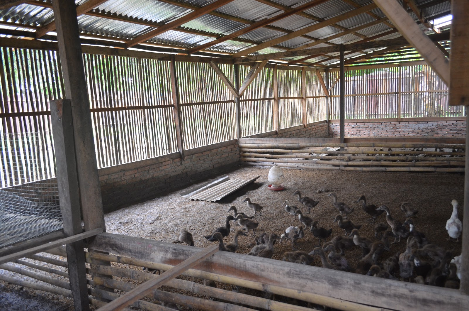 PETERNAKAN ITIK ENDANG FARM