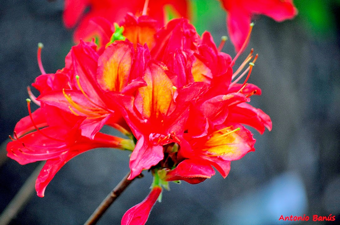 APRENDIENDO CON LA VISTA: Los rododrendos o Rhododendron.-