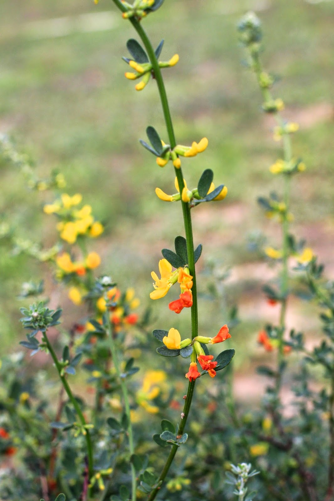 CA Native Garden: Wild UCI