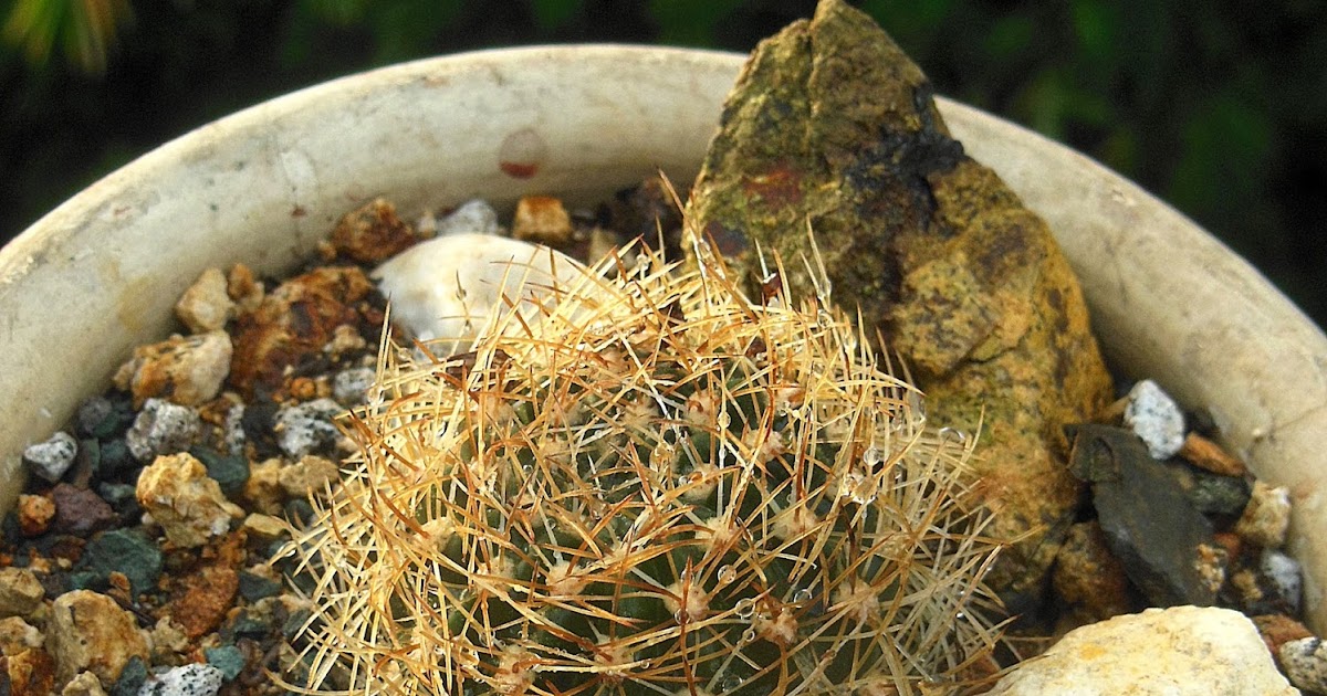 A step-by-step guide on potting cacti on mineral soils, P.2