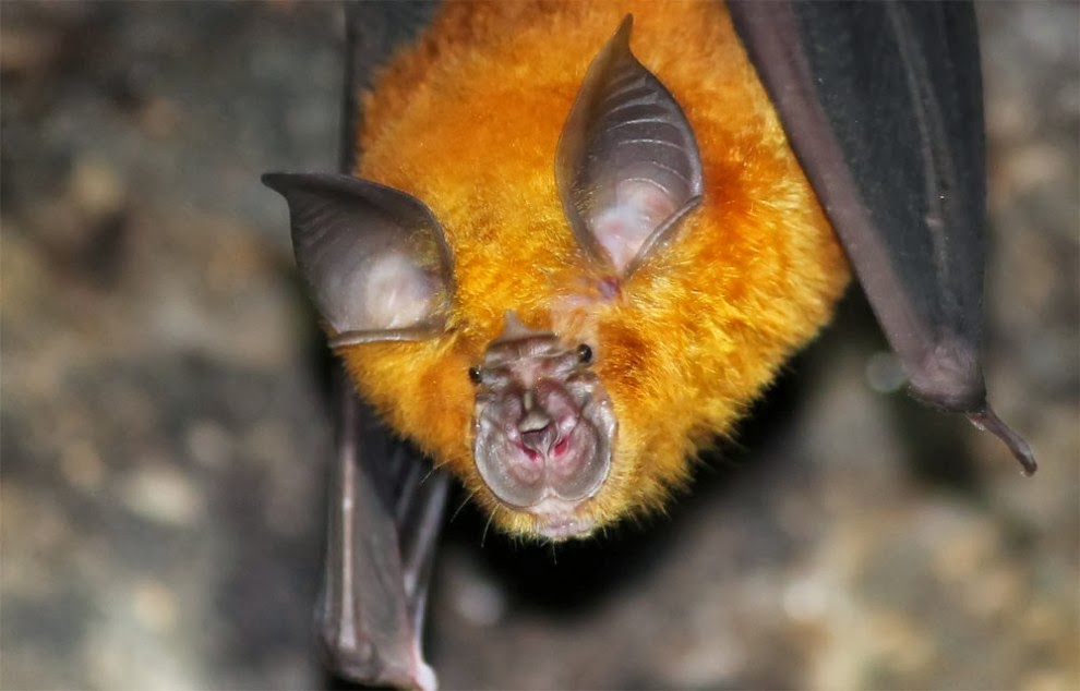 In The Spirit Of Halloween, The Source Of SARS Has Been Unveiled: Bats ...