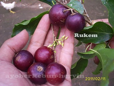 Ayo berkebun: Rukem vs Plum Dataran Rendah...
