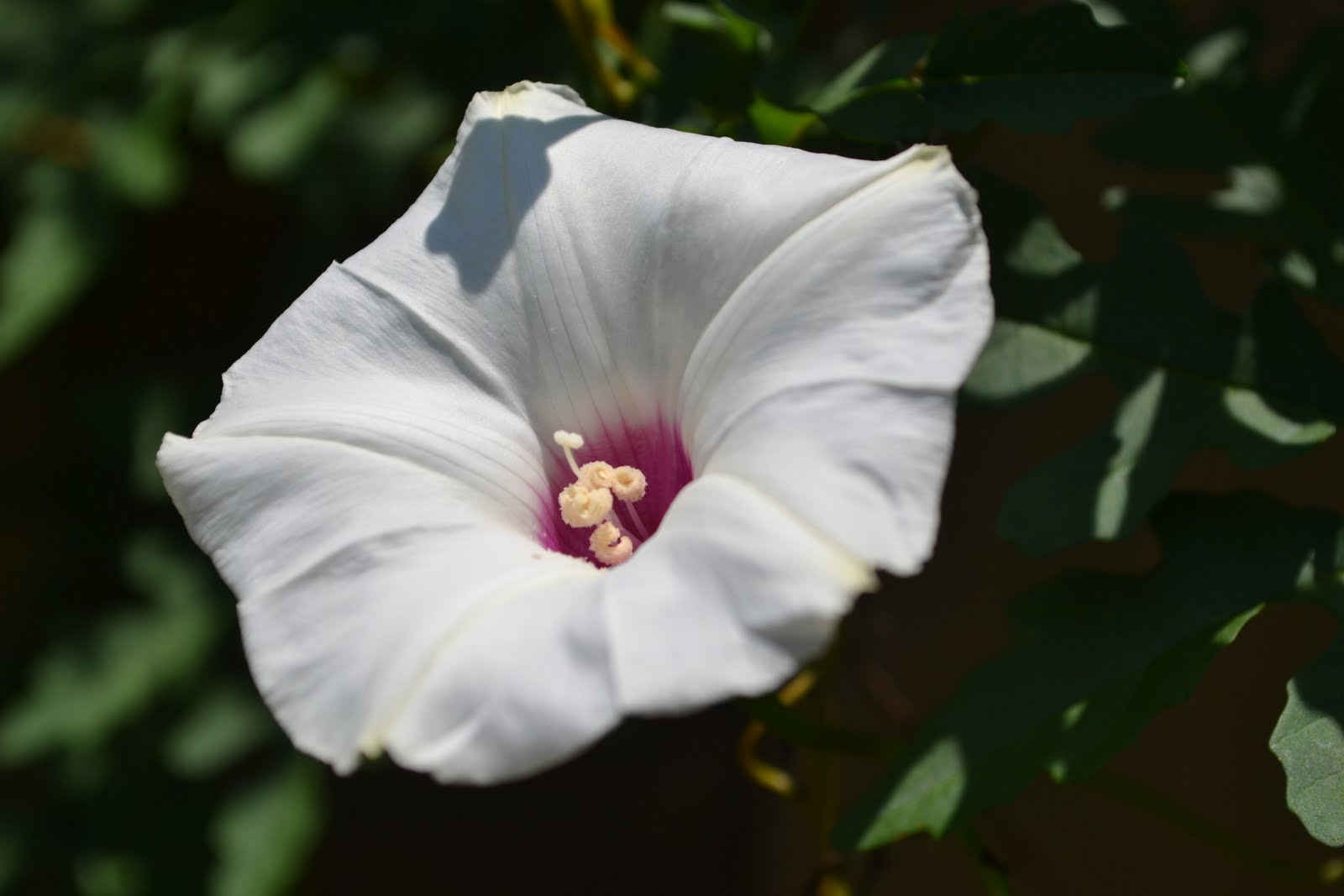The Wonder, the Weeds and the Why in an Austin garden: The Alamo Vine ...