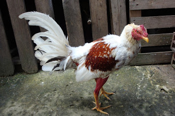 gallo colorado culimbo