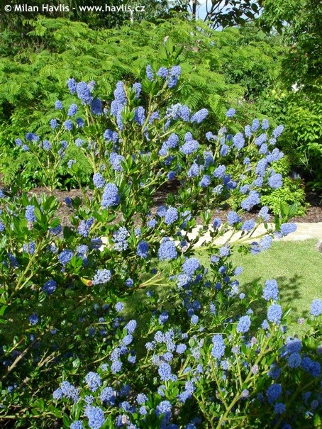 Future Plants by Randy Stewart: CEANOTHUS