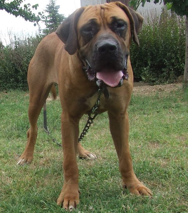 Tosa Inu-Arka de Noe kennel -Serbia: Tosa Inu female KIYOMI