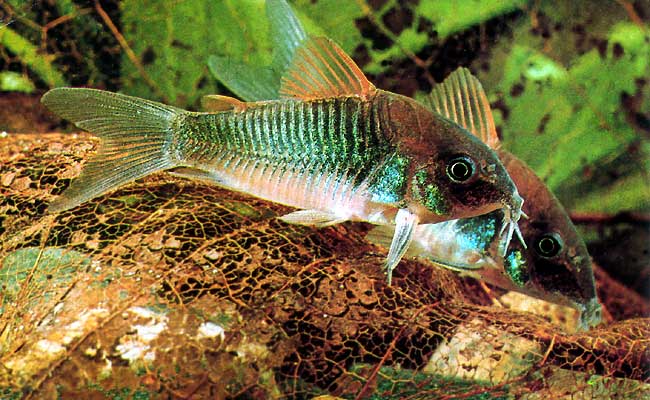 Imágenes del mundo animal: Pez Gato