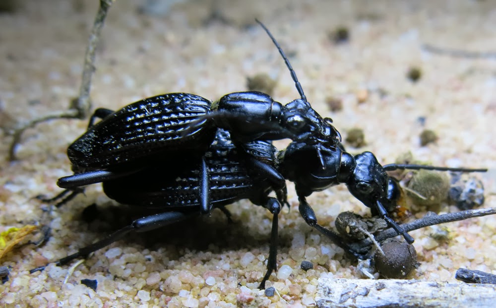 Diversity and Life: A view from the Holocene: Waterberg, Masebe Nature ...