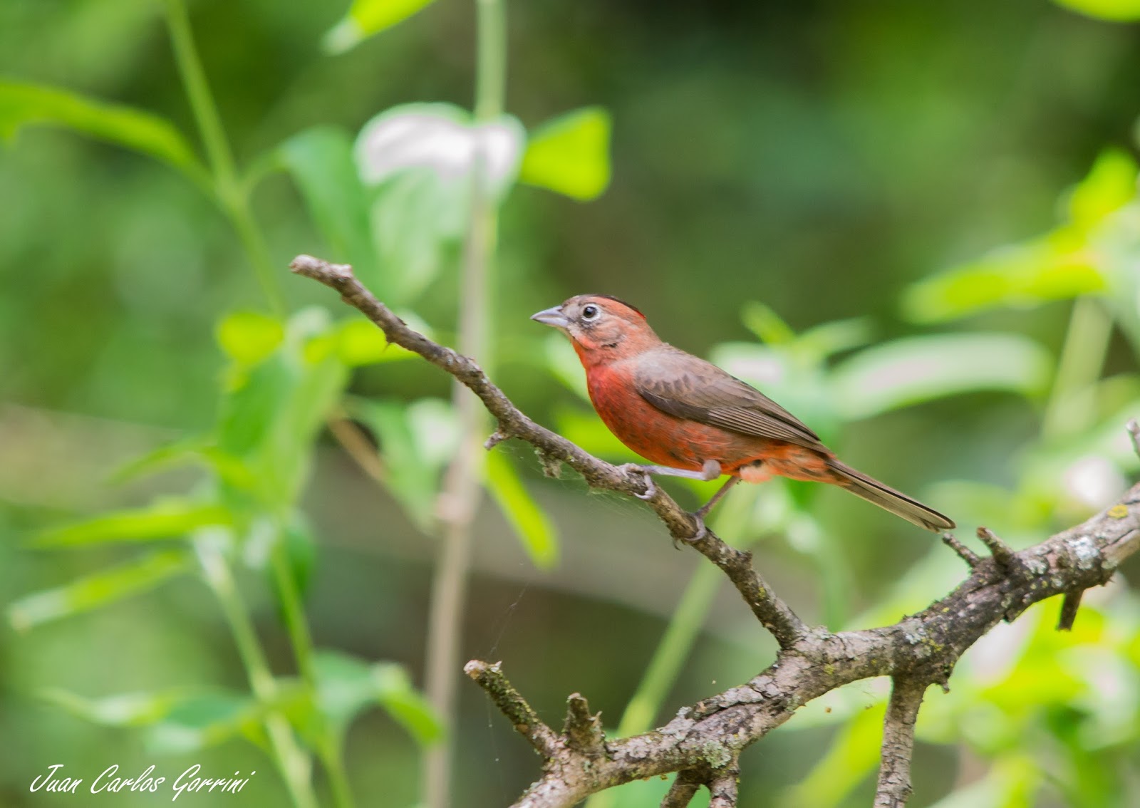 Aves Rosario de la Frontera Salta: Brasita de Fuego, suele moverse en ...