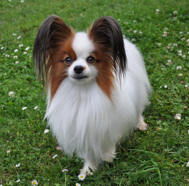 Road's End Papillons : Papillon, Phalene, U Ask: Short Hair vs Long Hair