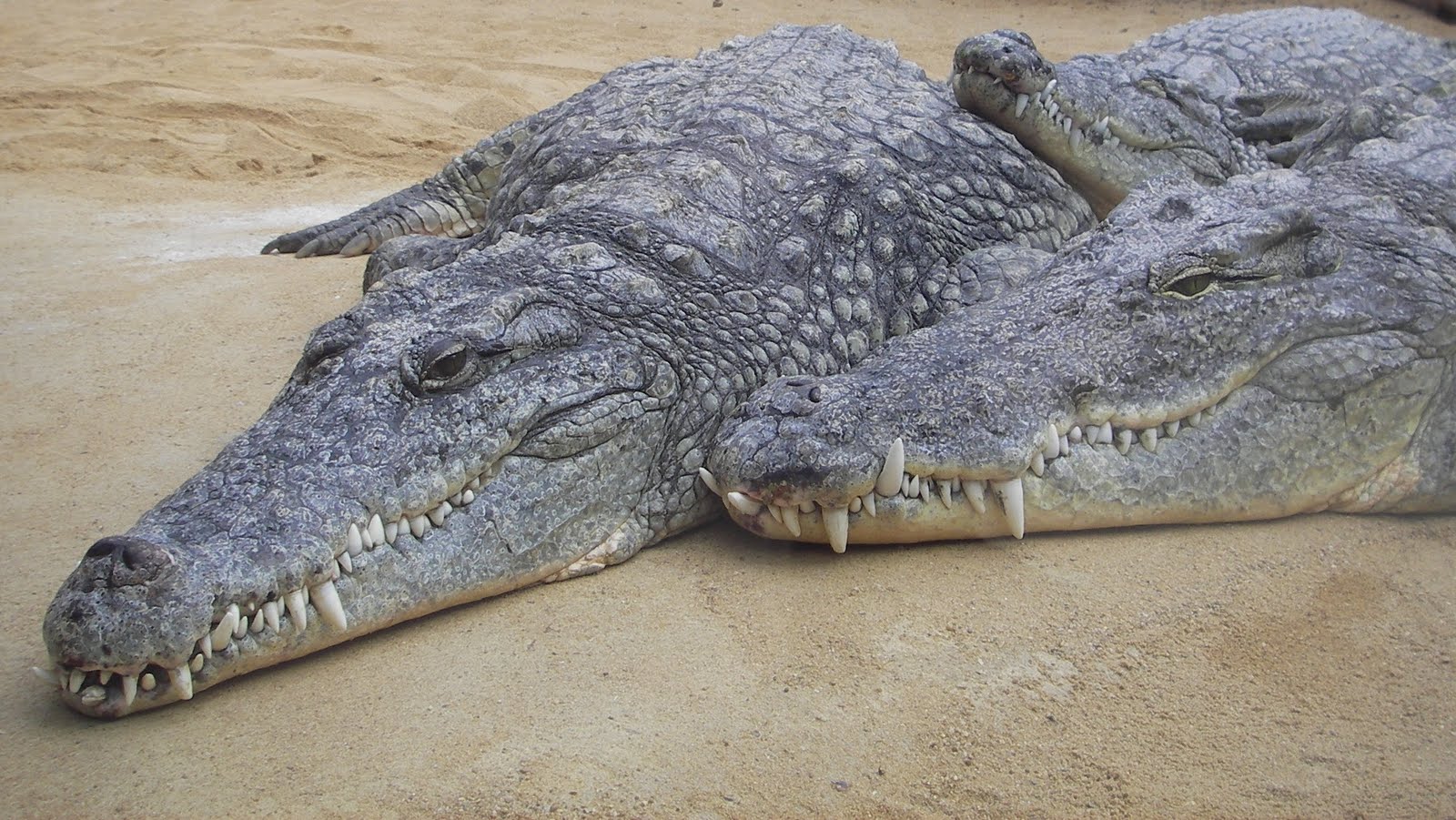 das kommt mir spanisch vor: Krokodile zum schmusen und knuddeln