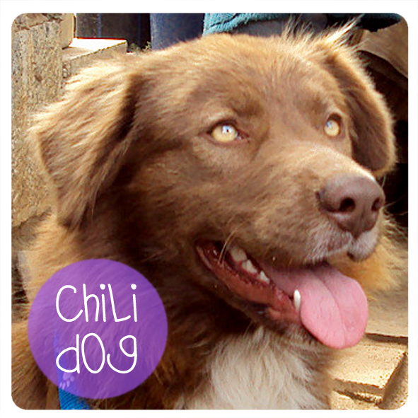 ParCão Freguesia: Chili Dog, o vira-lata chileno que foi viver o "sonho ...