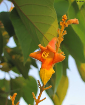 Gifting Trees...: The Kashmir Tree