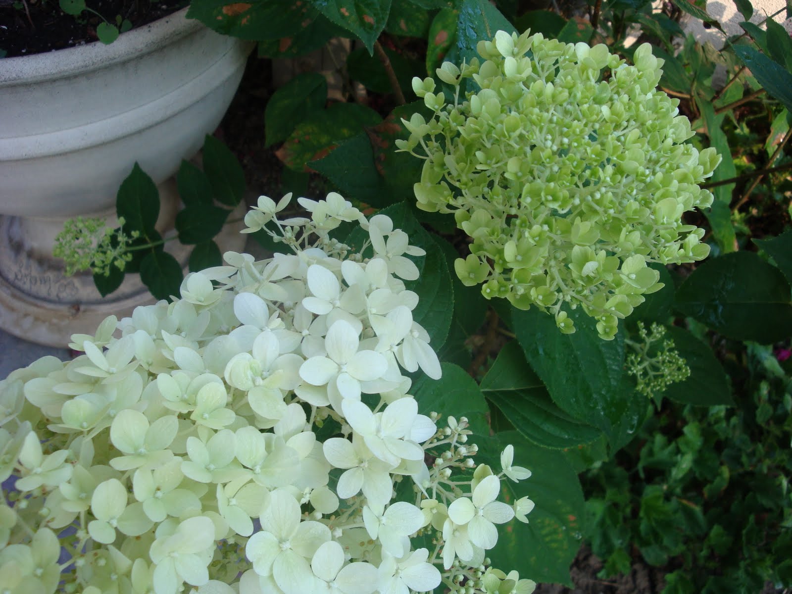 Entertaining From an Ethnic Indian Kitchen: Limelight Hydrangeas