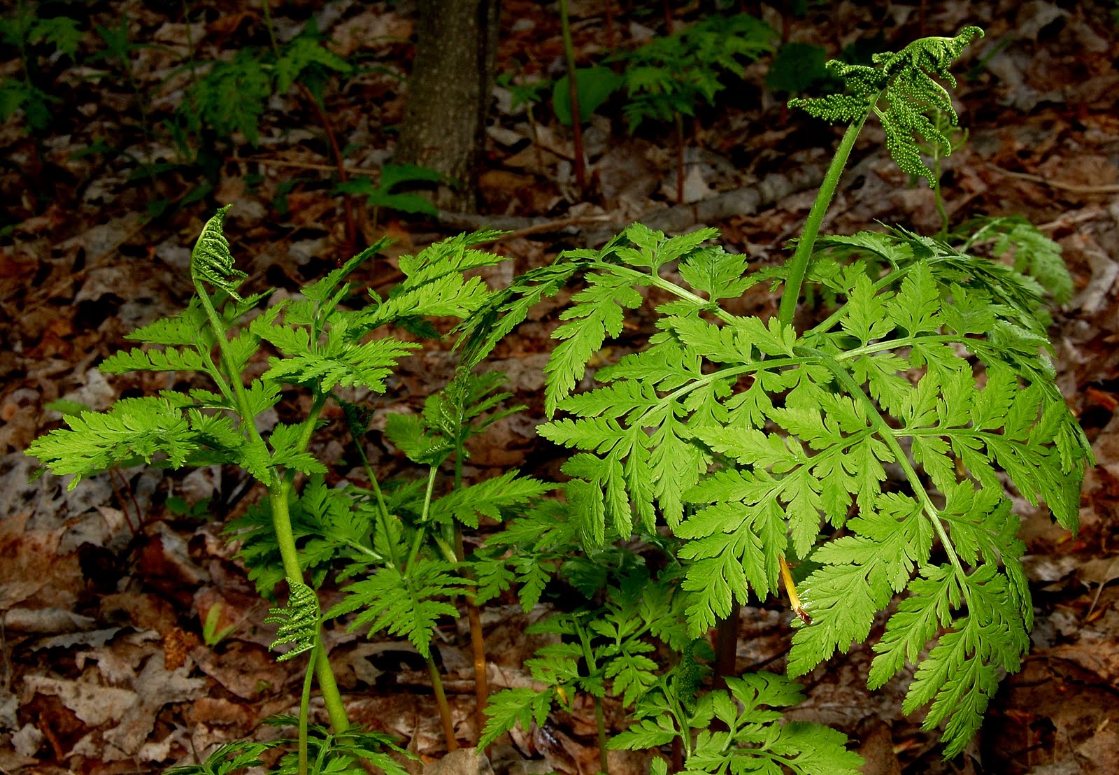 Get Your Botany On!: A Few Indiana Ferns, Part 3