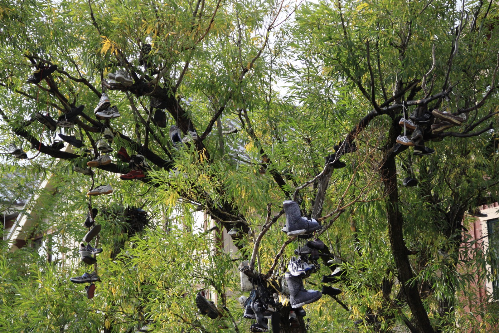 My Scenic Byway: There's Even a Shoe Tree in Park City!