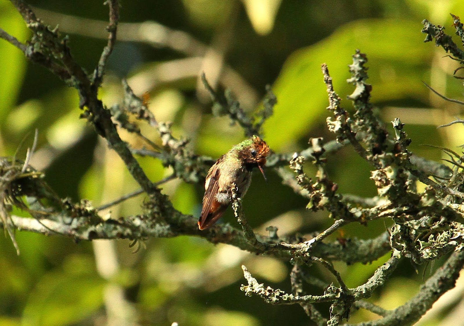 Nuestro bello mundo...: Spangled Coquette., Lophornis stictolophus ...