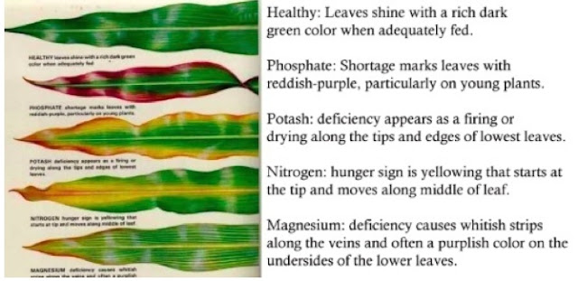 Plant Nutrient Deficiency Leaf Illustrations and Charts Reference Guide ...