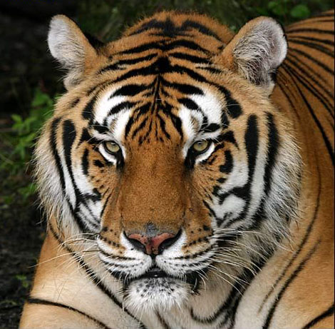 BEAUTIFUL TIGERS OF THE WORLD!